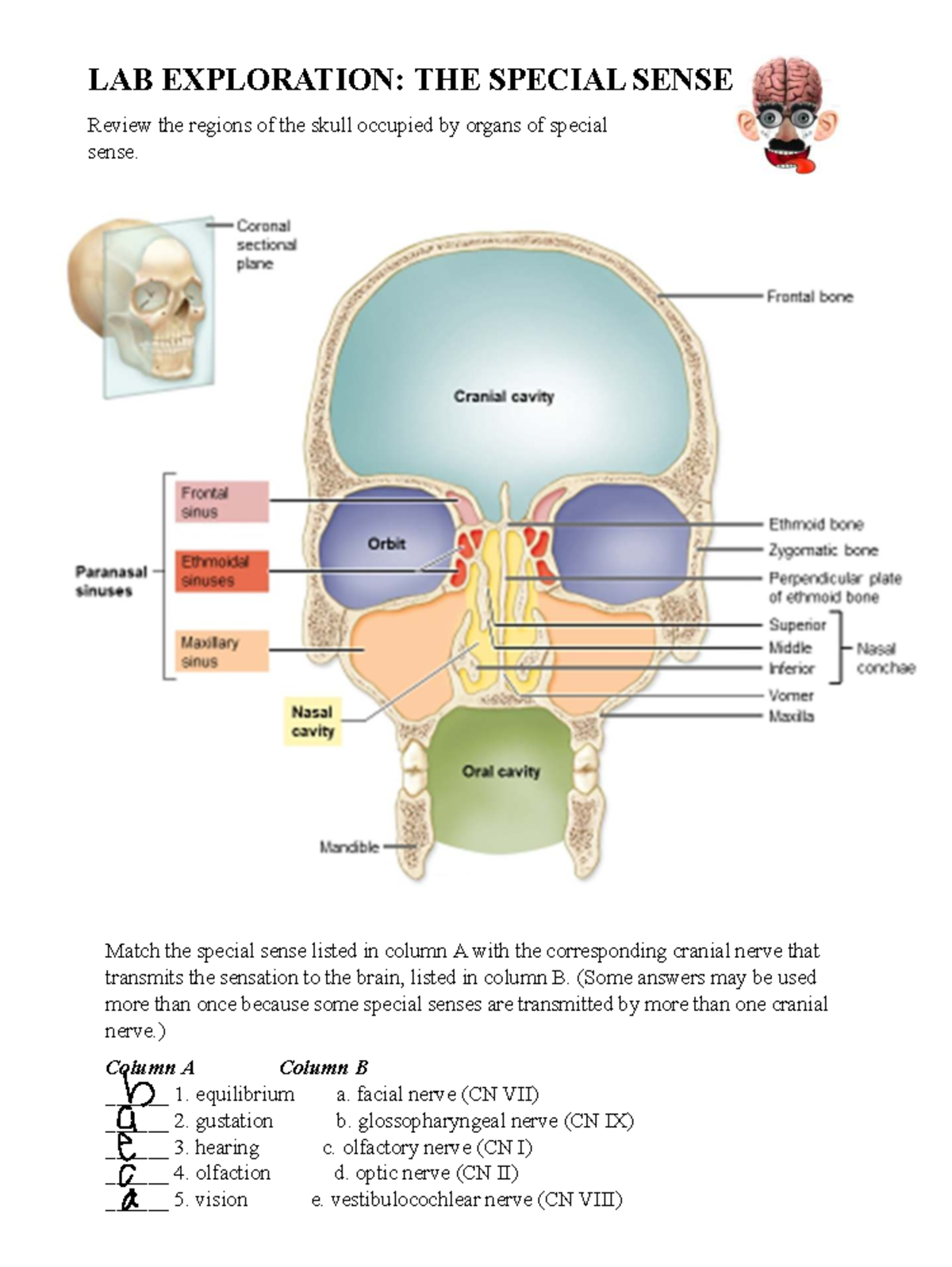 LAB 7 BIO 2228: Special Senses & Cranial Nerves Exploration - Studocu