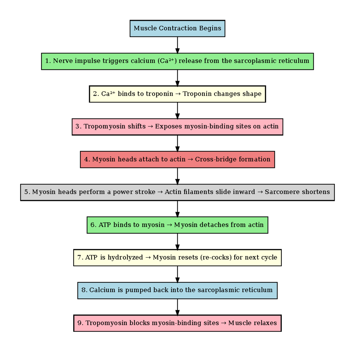 Flow - Neuromuscular - Muscle Contraction Begins Nerve impulse triggers ...