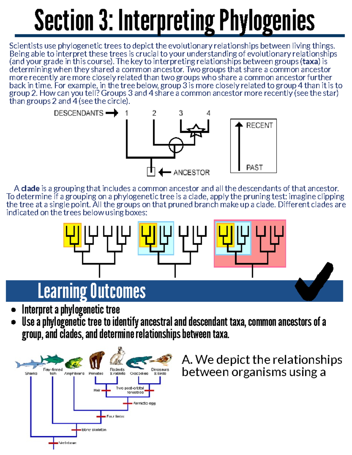 Interpreting Phylogenetic Trees: Understanding Evolutionary ...