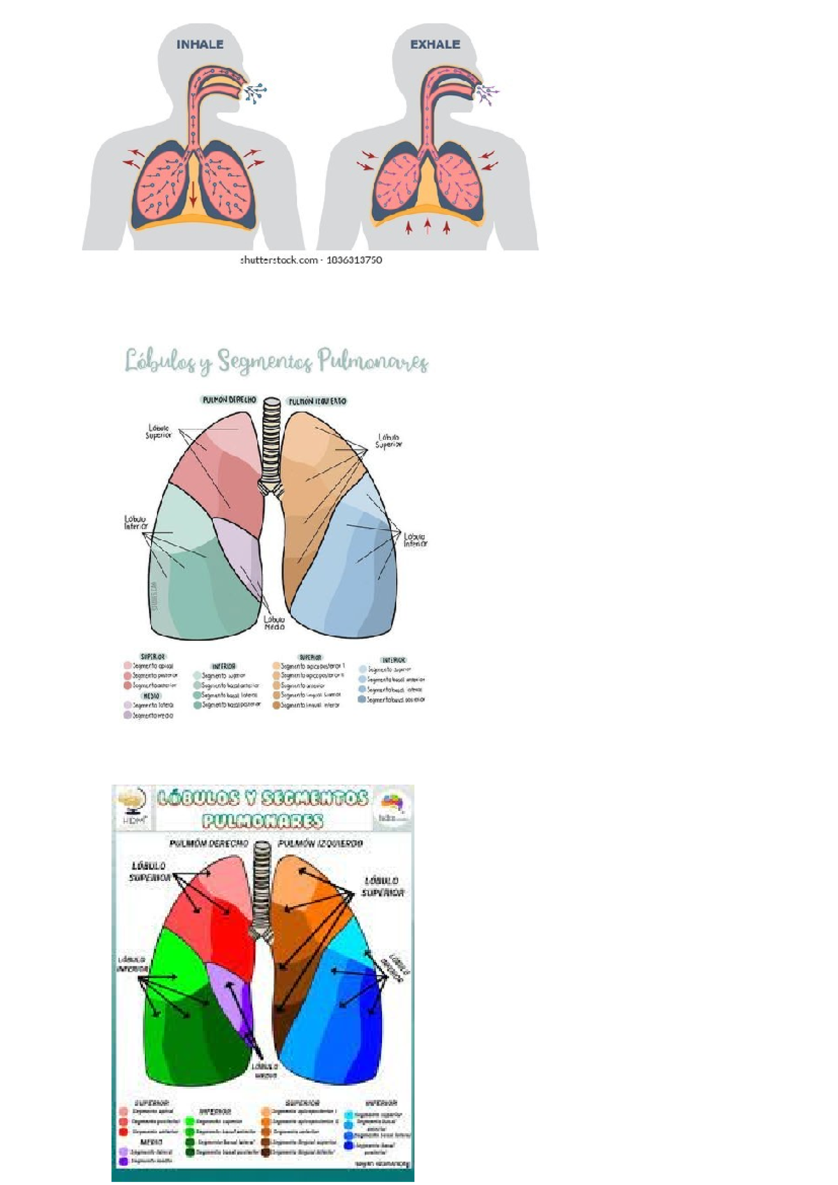 Lóbulos y Segmentos Pulmonares: Anatomía del Pulmón - Studocu