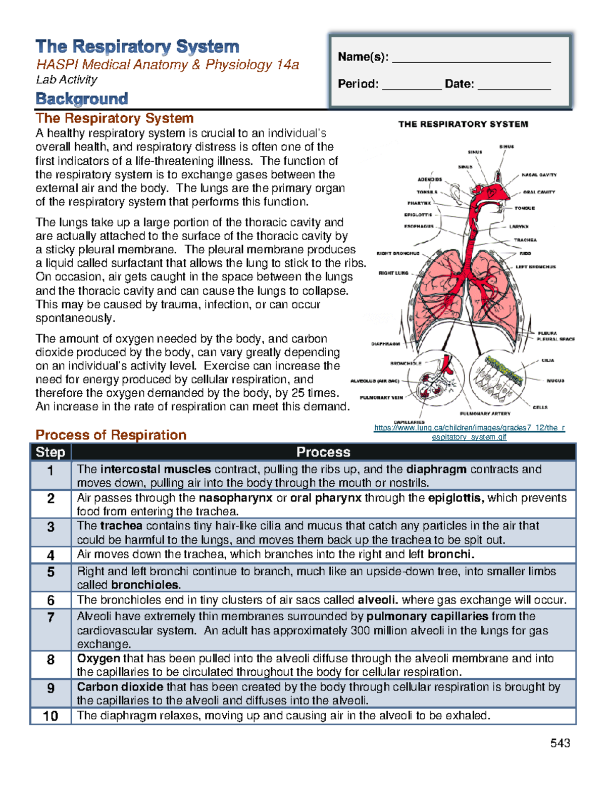 HASPI 14a Lab: Understanding the Respiratory System Functions and ...