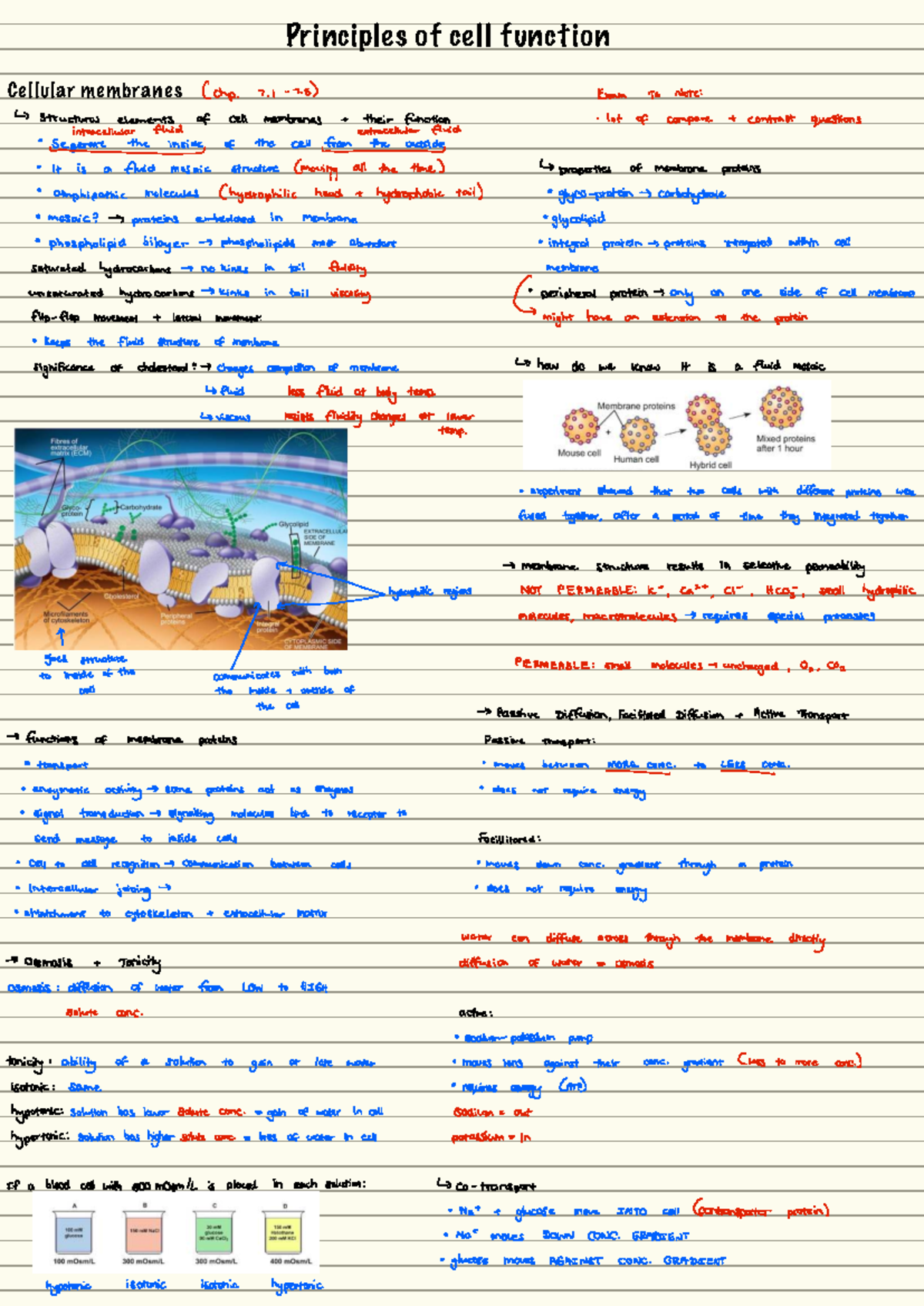 Module 7 - Notes on cell receptors and basics to membranes - BIOM1051 ...