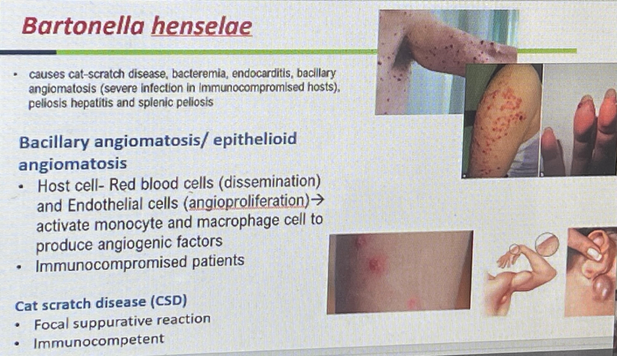 Fastidious Bacteria - Cxcx - Bartonella henselae causes disease ...