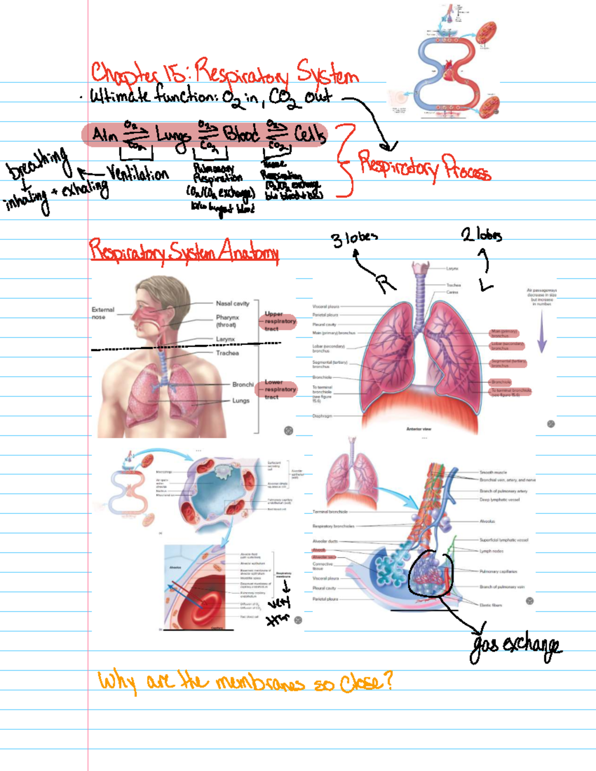 Final Exam Study Guide: Biology 101 - Chapter 15 on Respiratory System ...