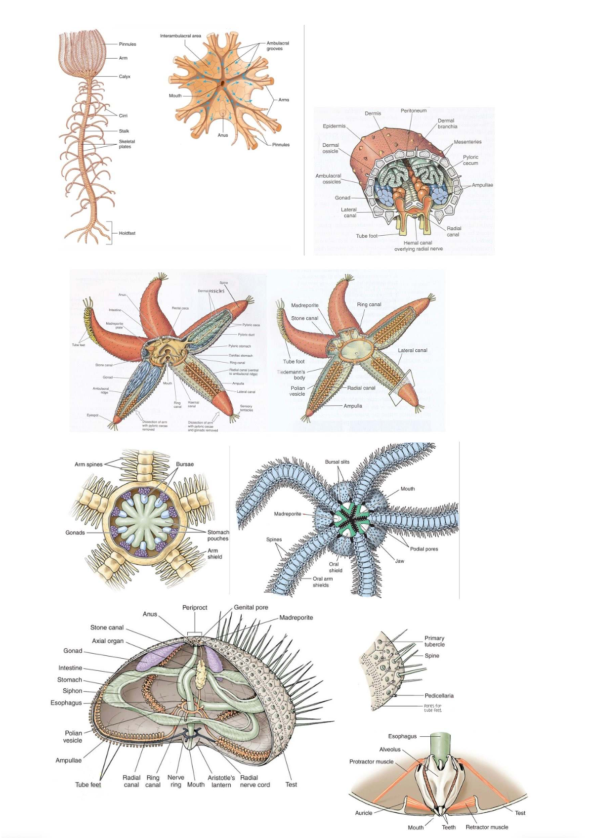 Labelled Diagrams for DRKS121: Anatomy and Physiology Insights - Studocu