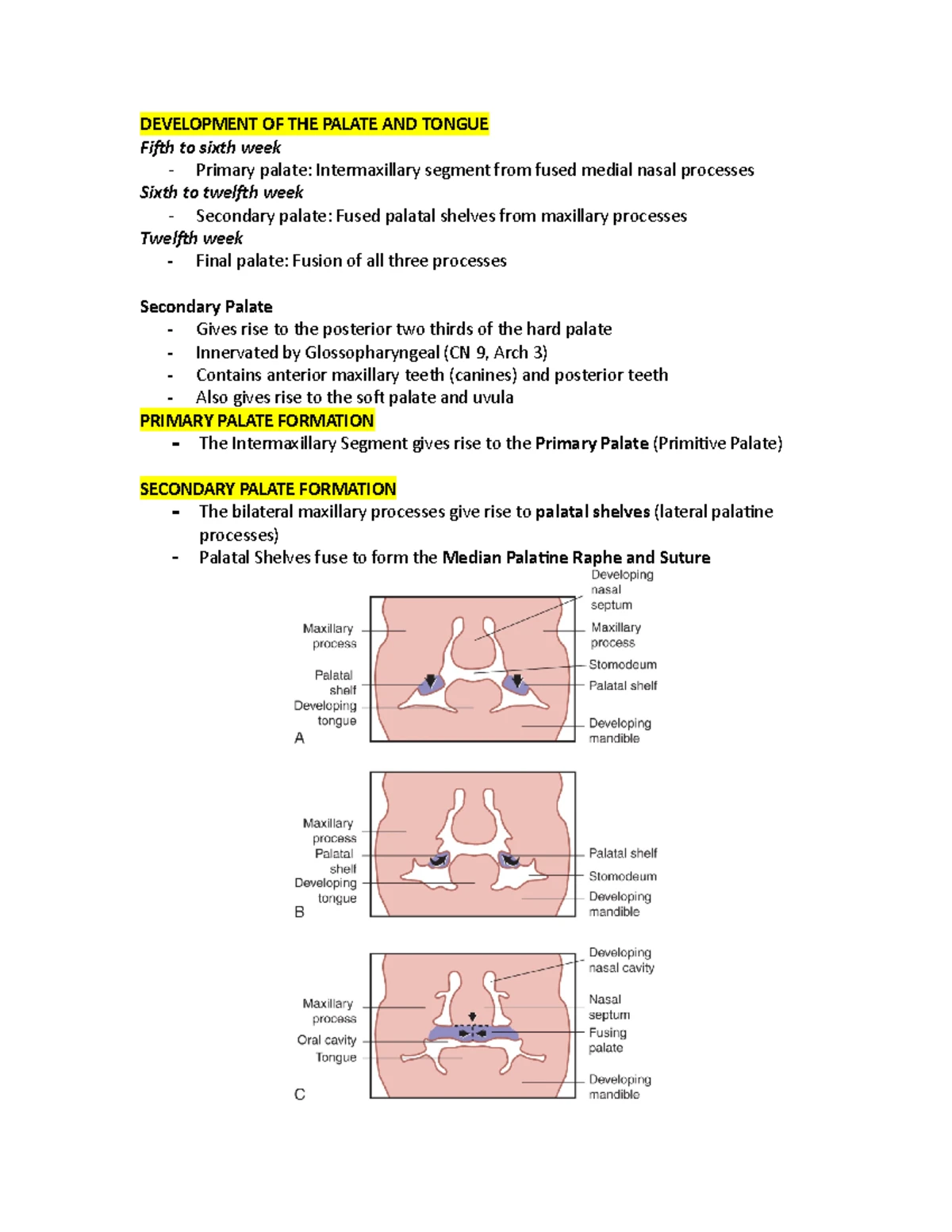 Dr. Adel Bondok Head and neck-compressed - General Anatomy - Studocu