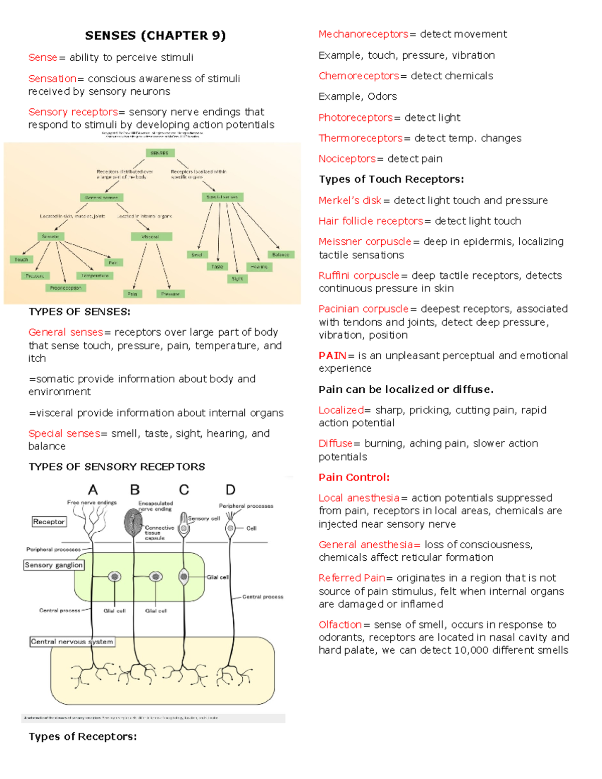 Chapter 9 Senses - SENSES (CHAPTER 9) Sense= ability to perceive ...