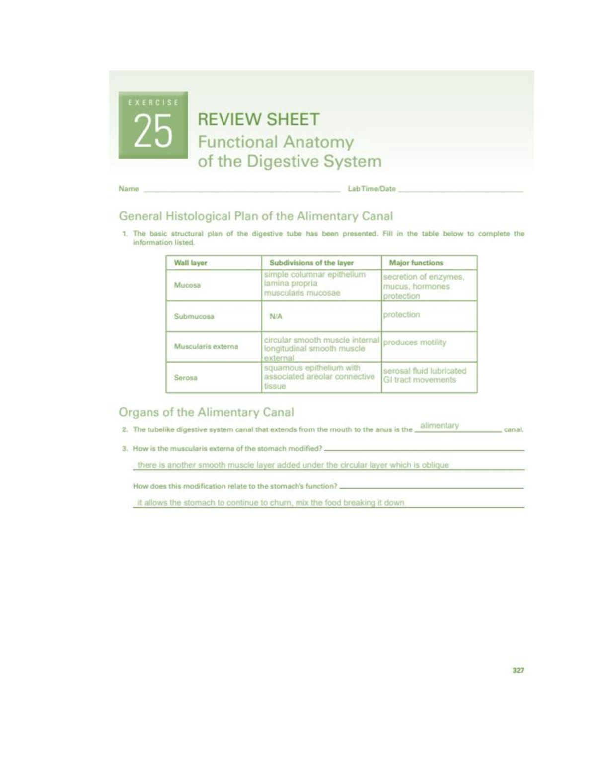 Exercise 25: Functional Anatomy of the Digestive System Overview - Studocu
