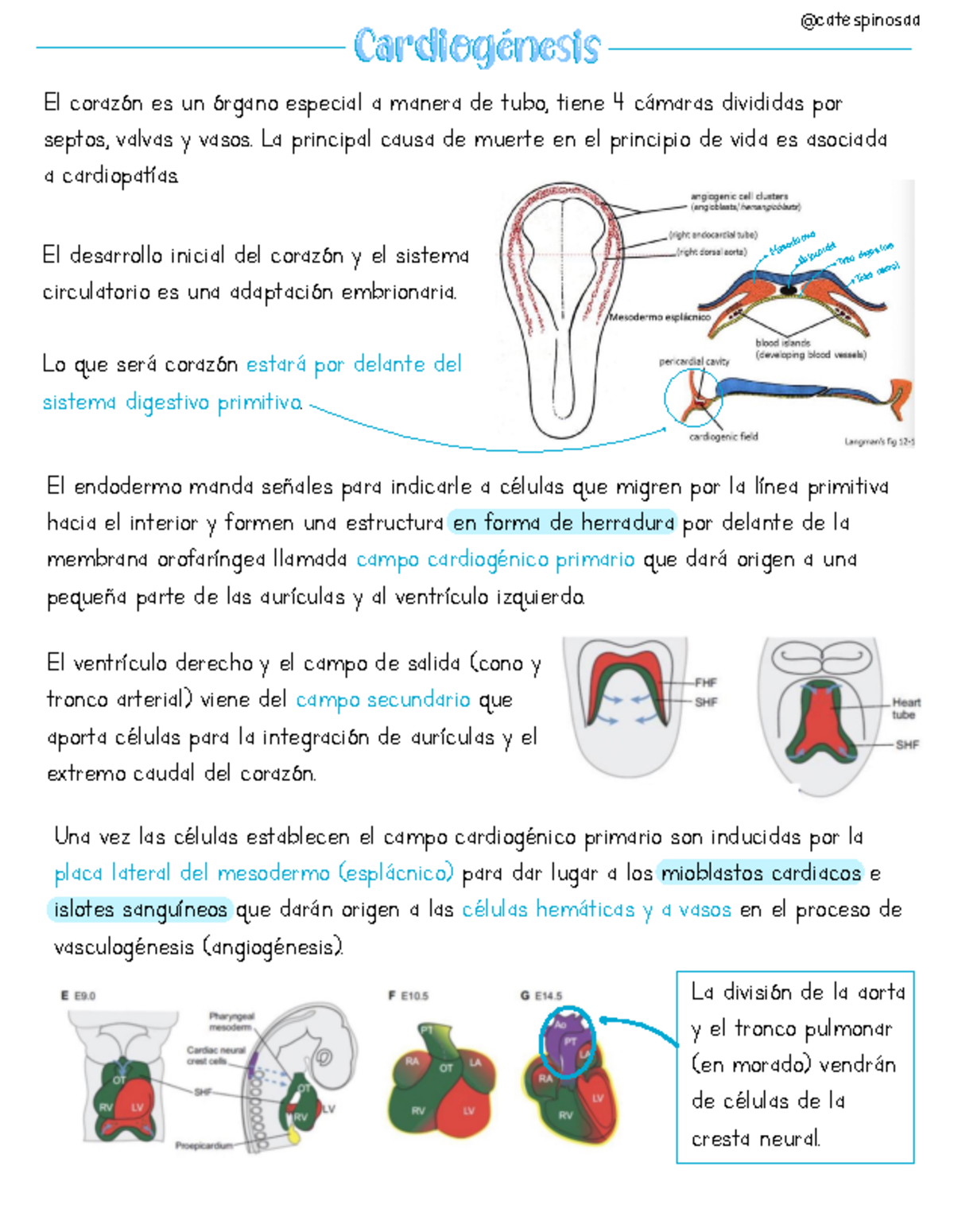 Embriología del corazón (cardiogénesis) - CardiogénesisCardiogénesis El ...
