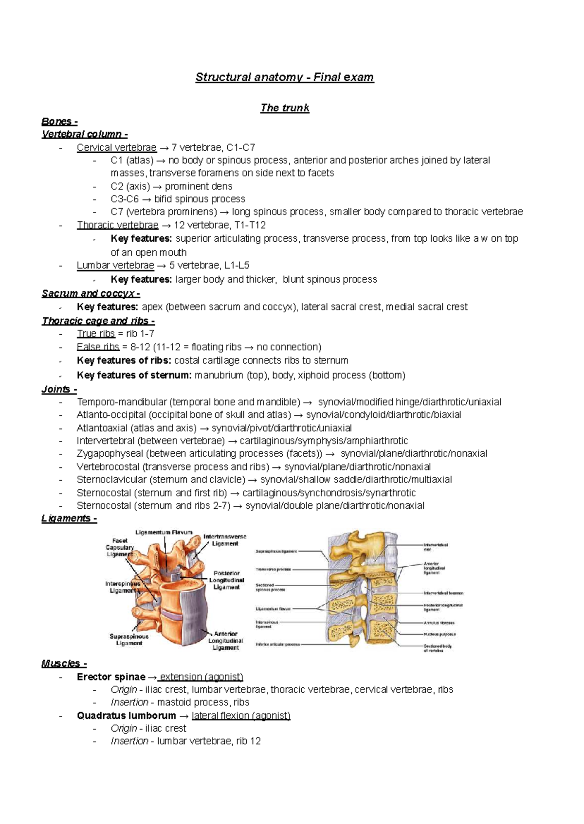Structural Anatomy Final Exam Review: The Trunk and Limbs - Studocu