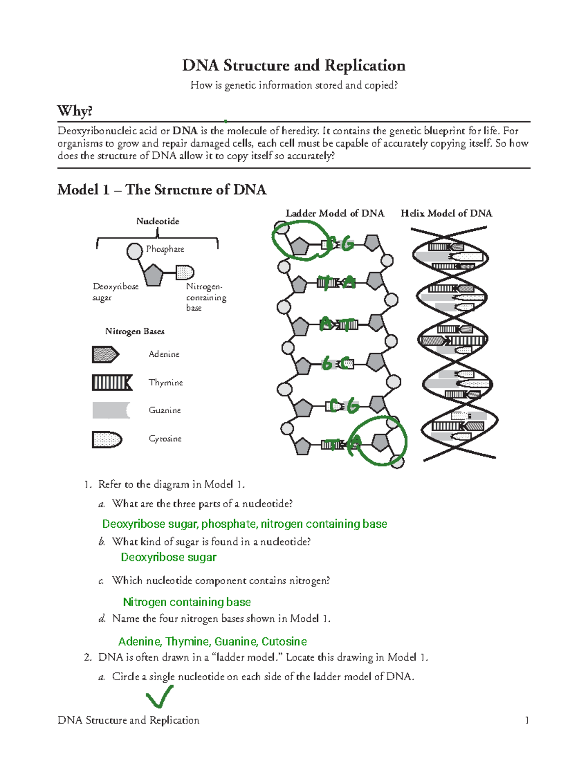 JDNA Structure and Replication Study Guide: Key Concepts & Questions ...
