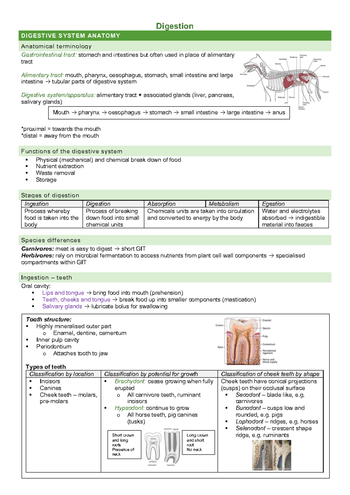 DIG 101: Comprehensive Overview of the Digestive System Anatomy and ...