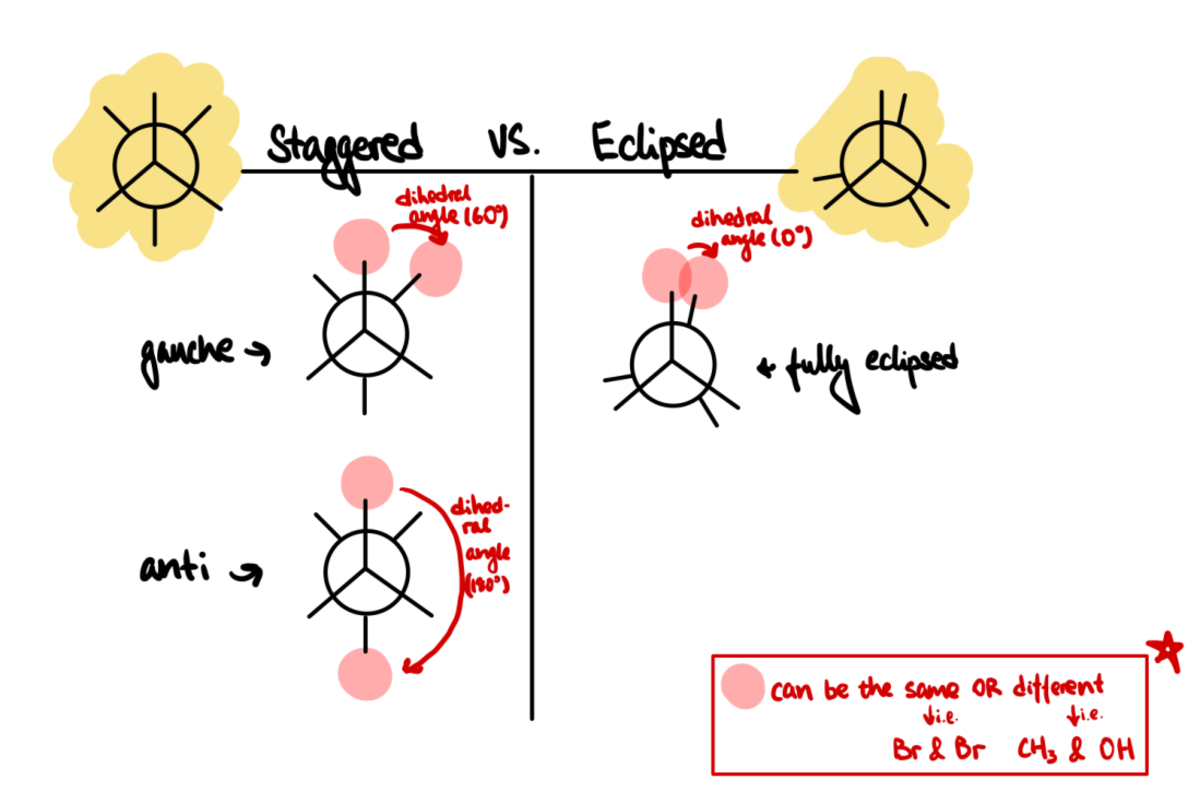 Newman projection vocabs - CHEM 150 - Staggered vs. Eclipsed dihedral ...