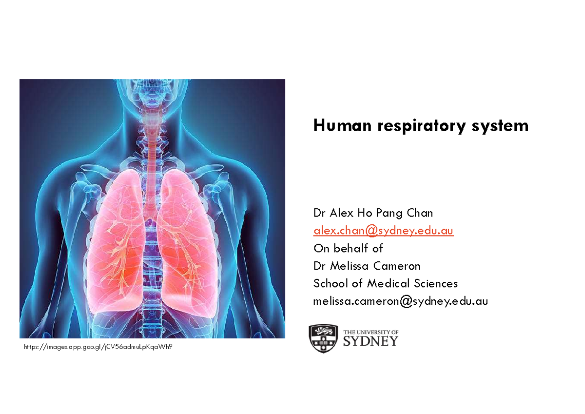 Human Biology Lecture 2: Exploring the Respiratory System 2024 - Studocu