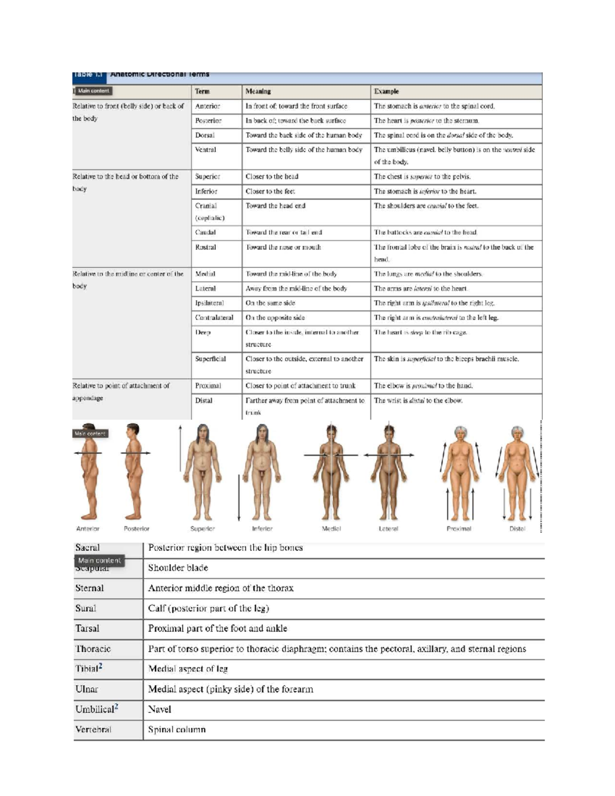 Diagrams for Unit 1: A&P - Anatomic Directional Terms Explained - Studocu