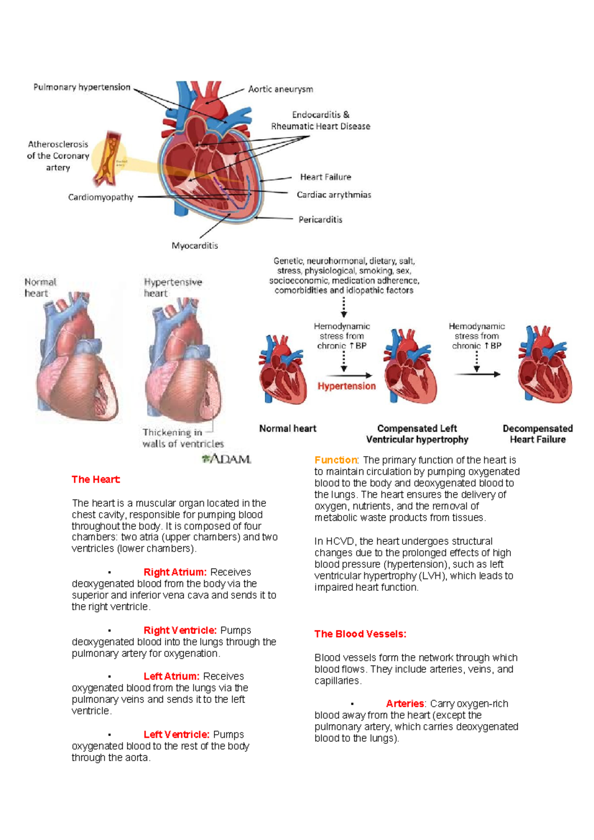 Anaphy - For more knowlege - The Heart: The heart is a muscular organ ...