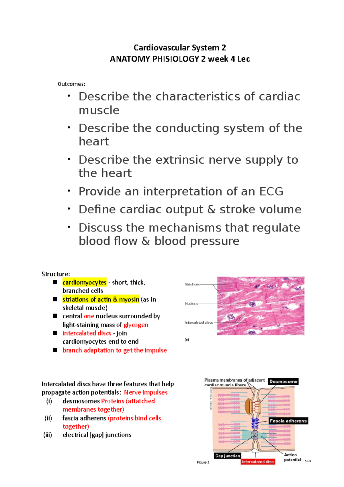 Cardiovascular System Physiology of the heart - MHS1102 - ECU - Studocu