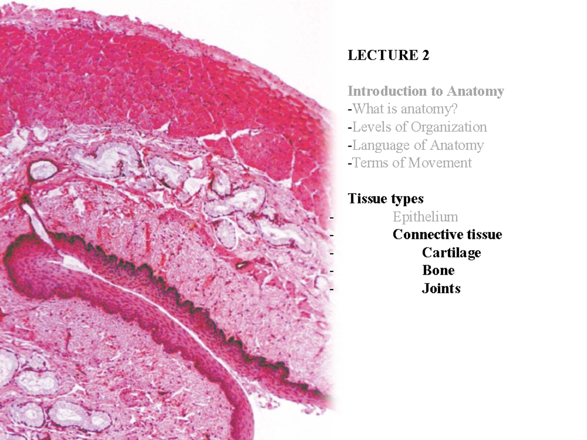 LECTURE 2 Anatomy of Connective Tissues: Cartilage & Bone Histology ...