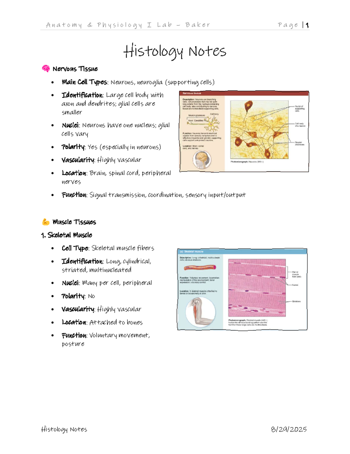 Anatomy Physiology I Lab: Histology Notes on Tissue Types - Studocu