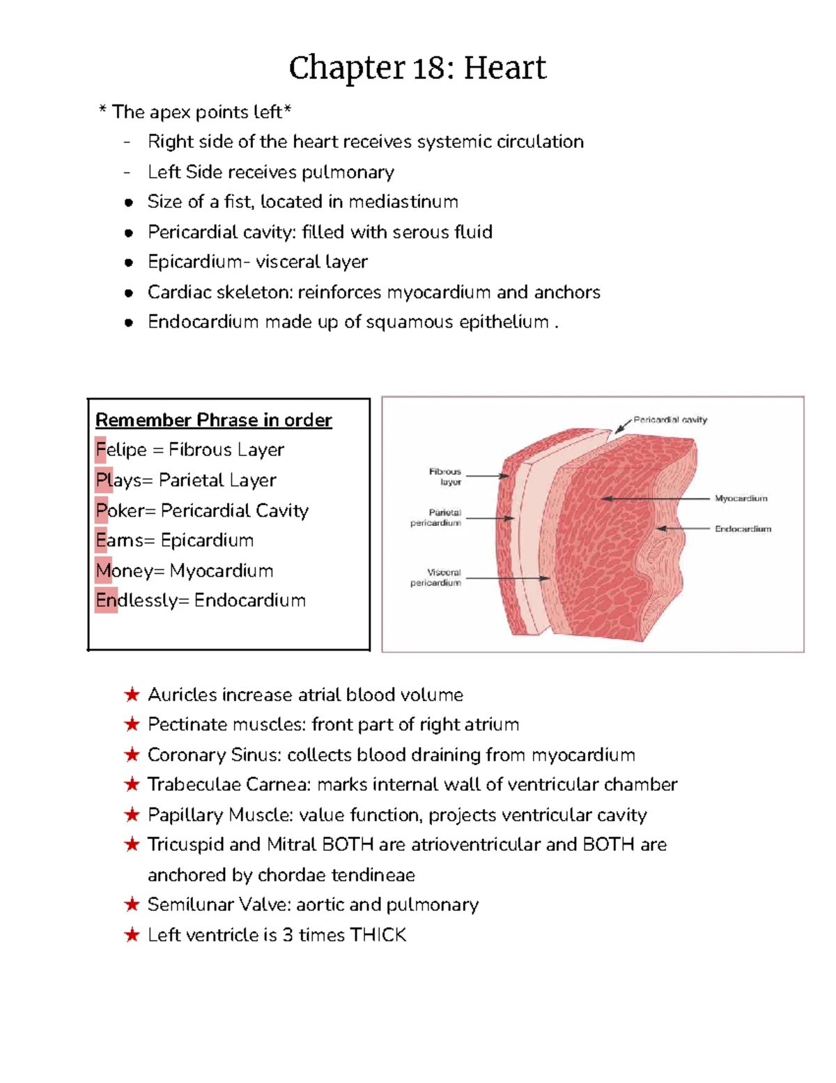 Chapter 18: Cardiovascular System: The Heart Quiz Questions Human ...