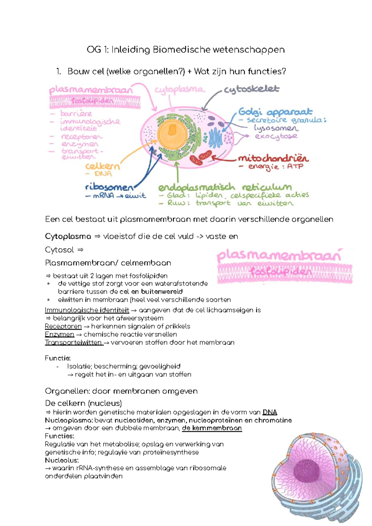 OG 1: Inleiding Biomedische Wetenschappen - Celstructuur en Functies ...