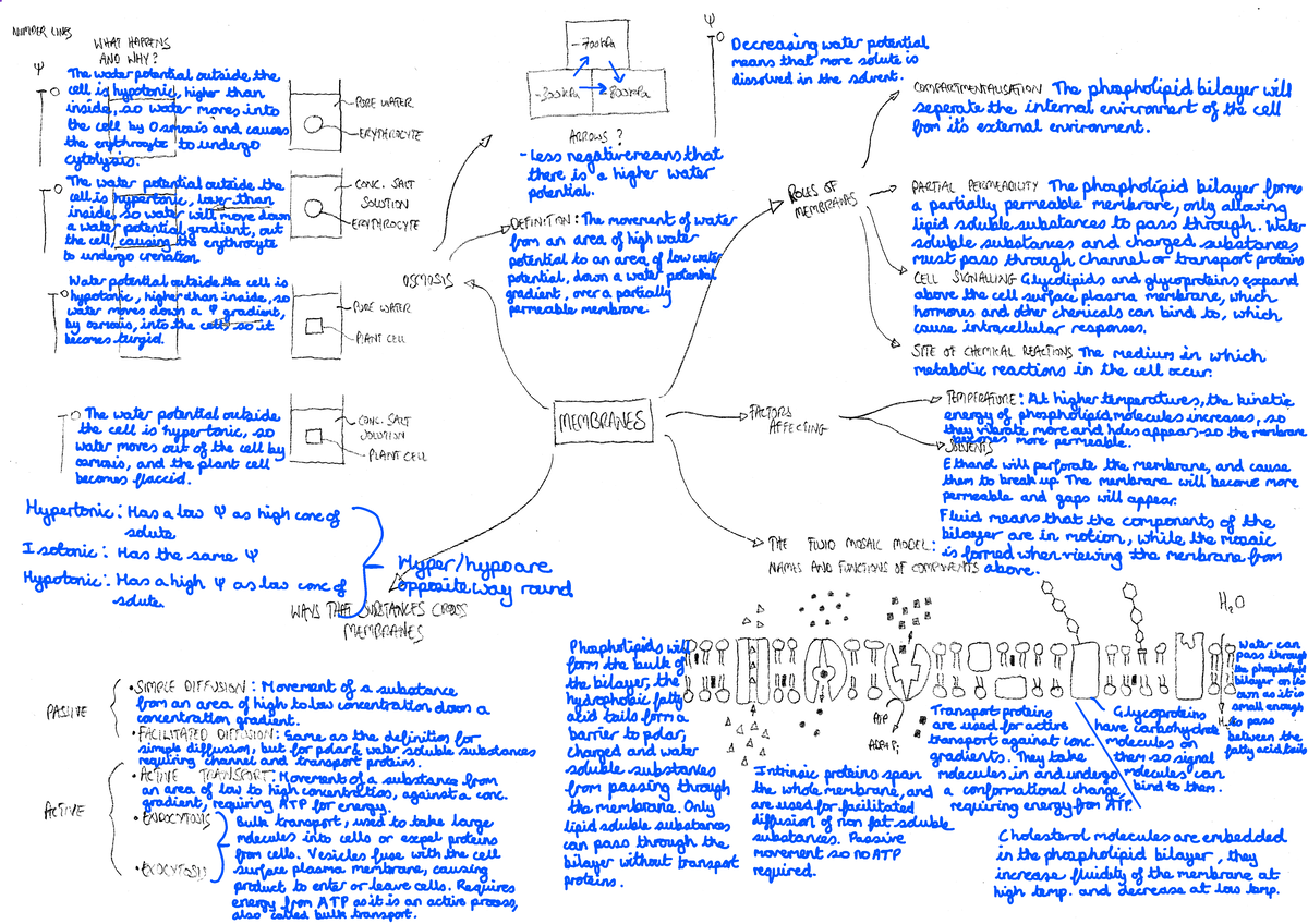 6. Membranes A3 Revision sheet - 4 NUMBER LINES WHAT HAPPENS Decreasing ...