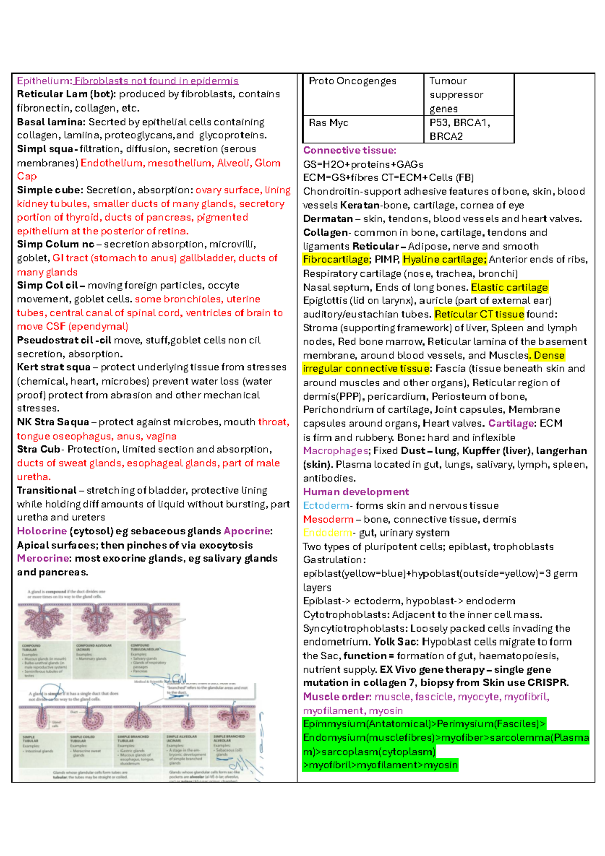 Cheat Sheet: Final Exam on Epithelium & Connective Tissue (BIO 101 ...
