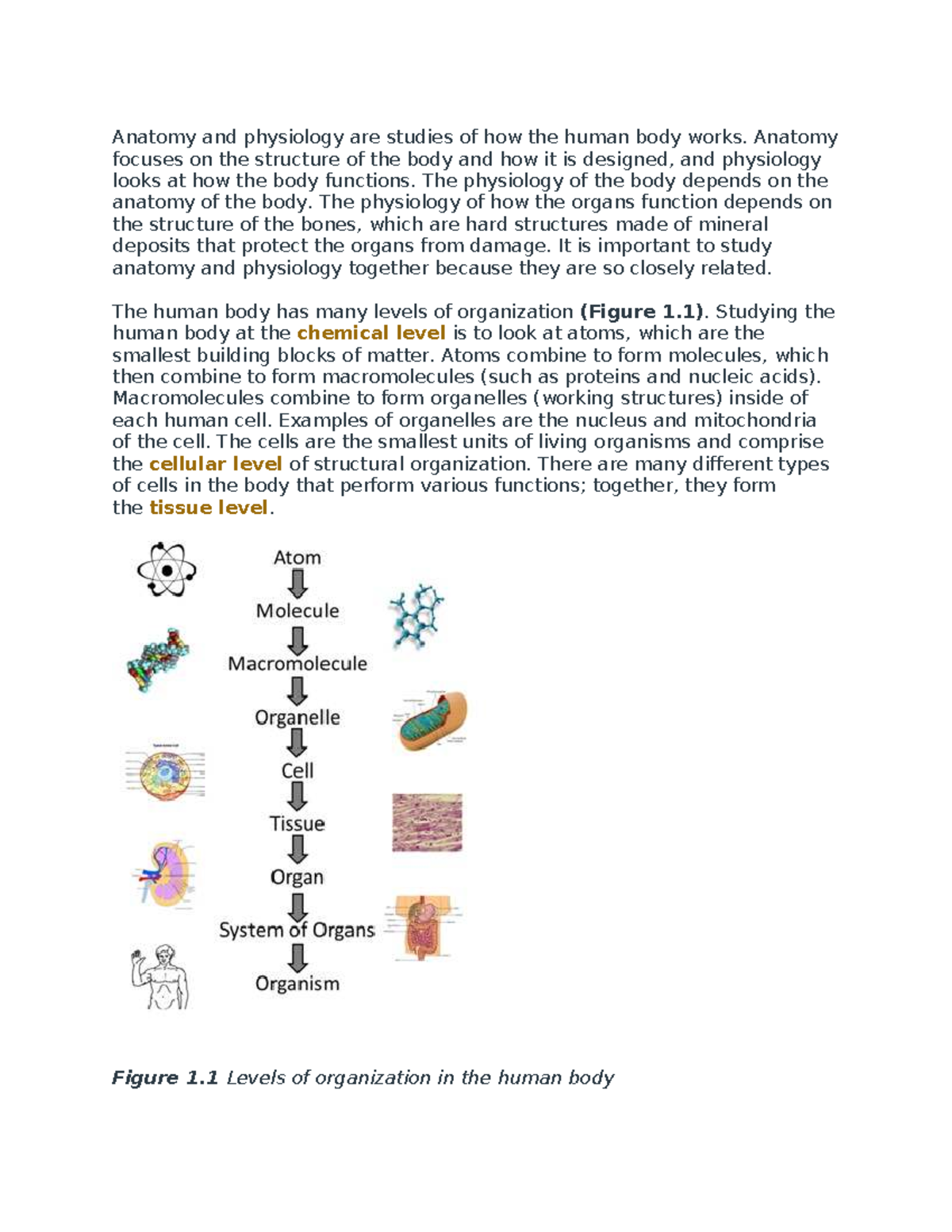 Anatomy and Physiology Module 1: Understanding Body Structure and ...