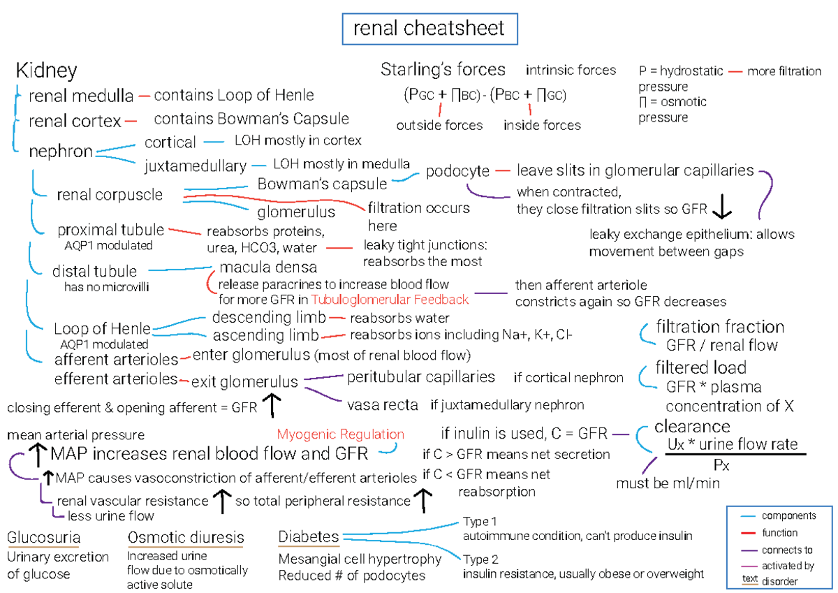 Renal Concept Map (Cheat Sheet) - renal cheatsheet Kidney renal medulla ...