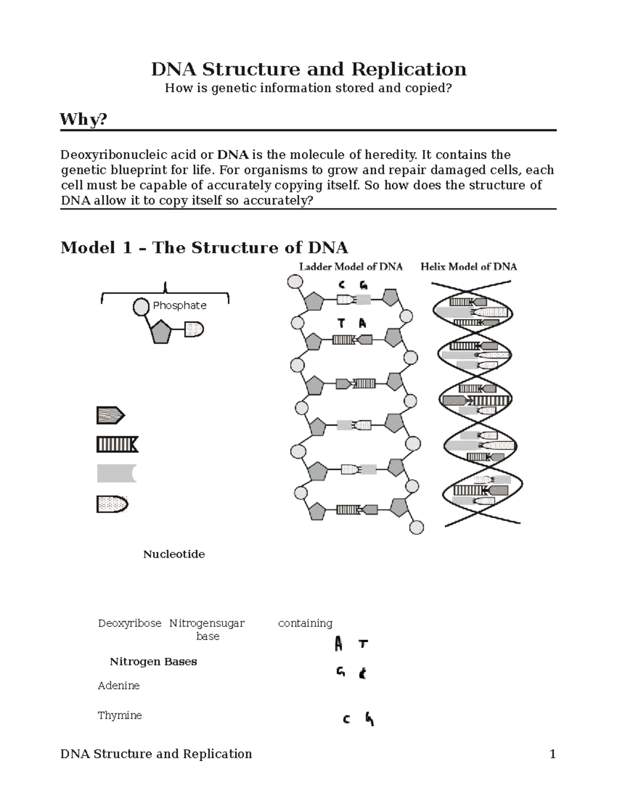 DNA Structure and Replication: Understanding Genetic Information ...
