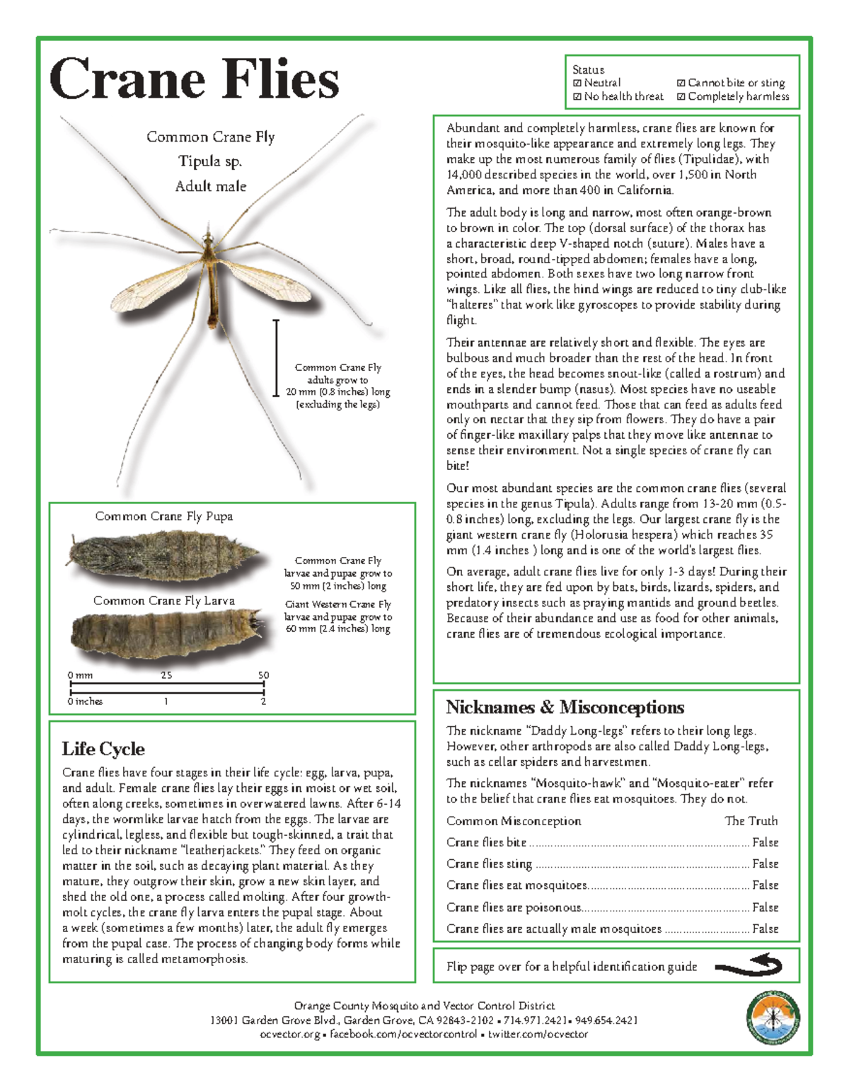 Crane Flies Overview: Common Crane Fly (Tipula sp.) Insights - Studocu