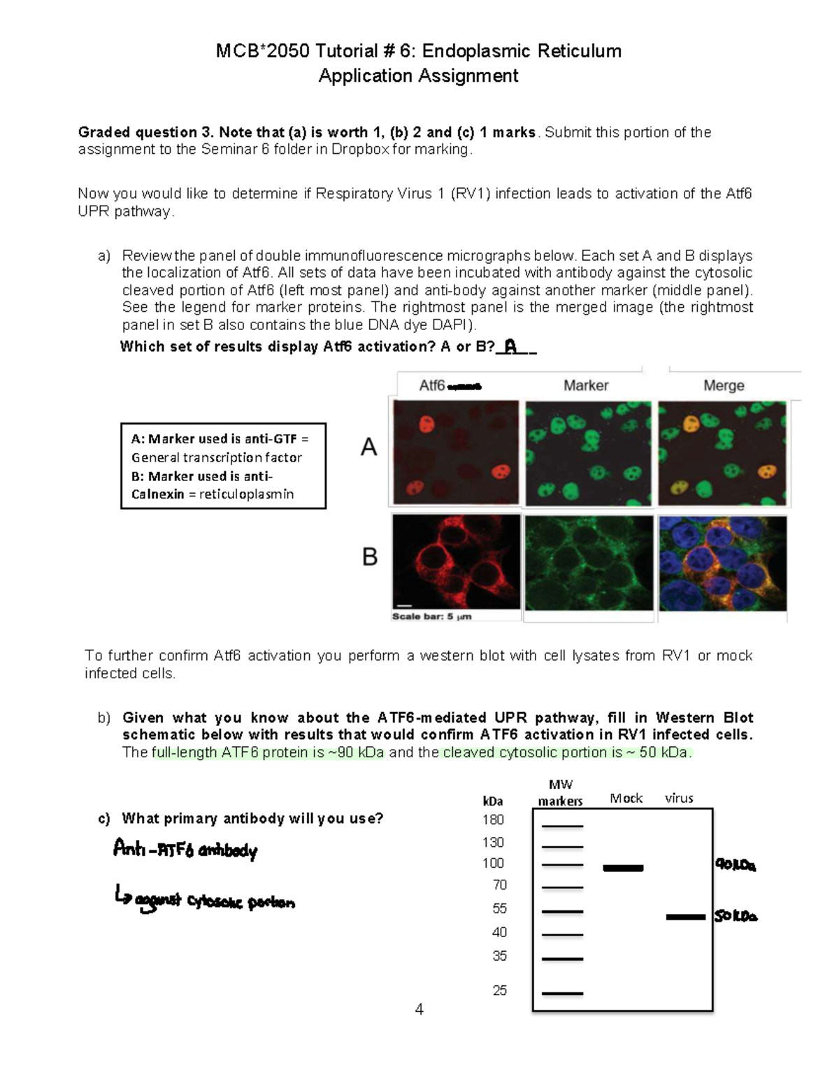 Tutorial 6: Atf6 UPR Pathway Activation in RV1 Infection Assignment ...