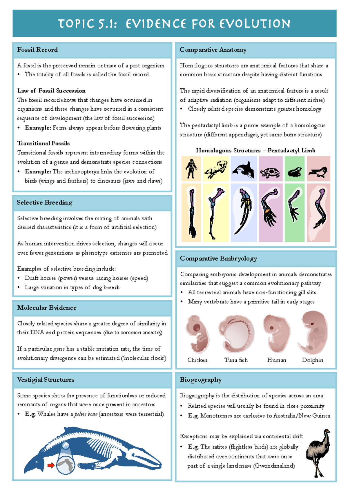 5.1 Evidence for Evolution: Fossil Record, Comparative Anatomy & More ...