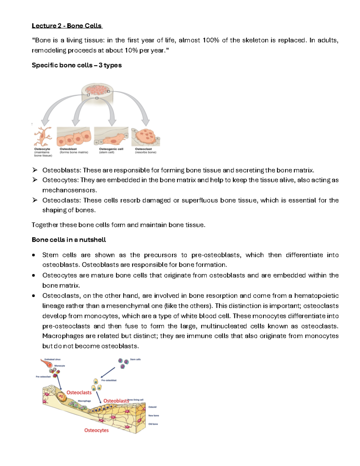 Lecture 2 - Bone Cells - Lecture 2 - Bone Cells “Bone is a living ...