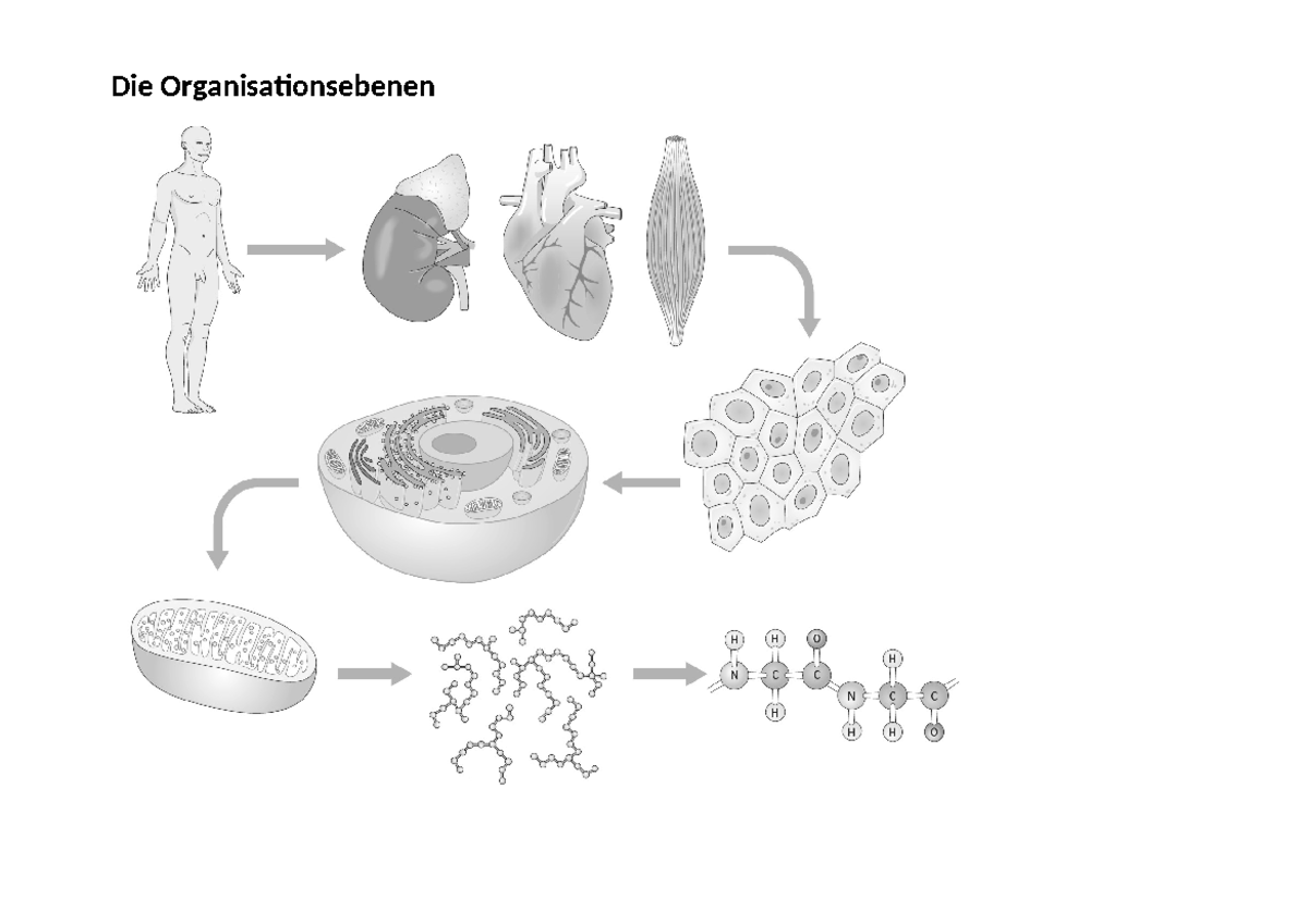 Die Organisationsebenen am Beispiel Mensch - Biologie - Die o H H C C C ...
