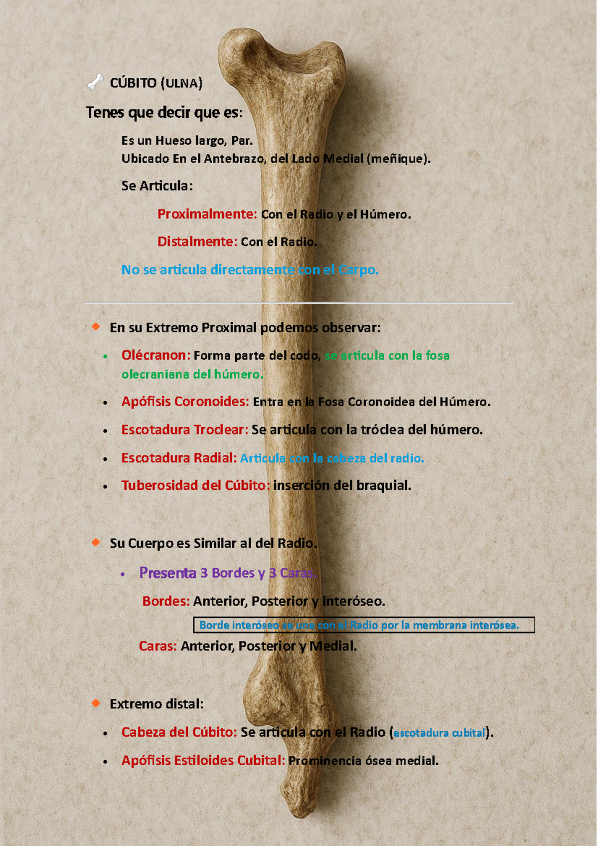 5-🦴 Cúbito (Ulna) - Anatomía y Articulaciones - REPASO - Studocu