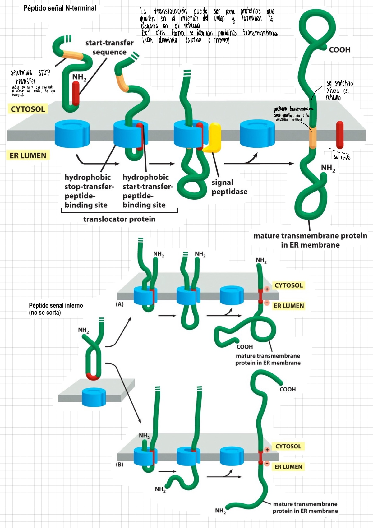 Solemne 1 - peptido señal - la translocación puede ser para proteinas que queden en el interior ...