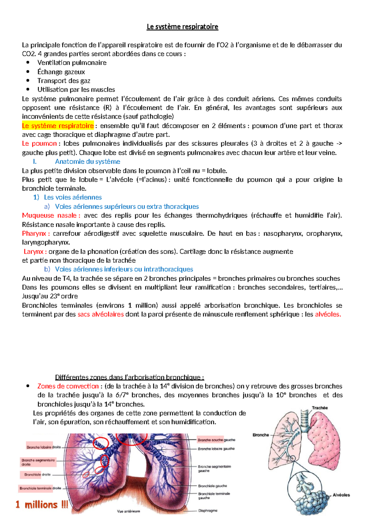 Cours CH101 : Le Système Respiratoire - Anatomie et Mécanismes ...