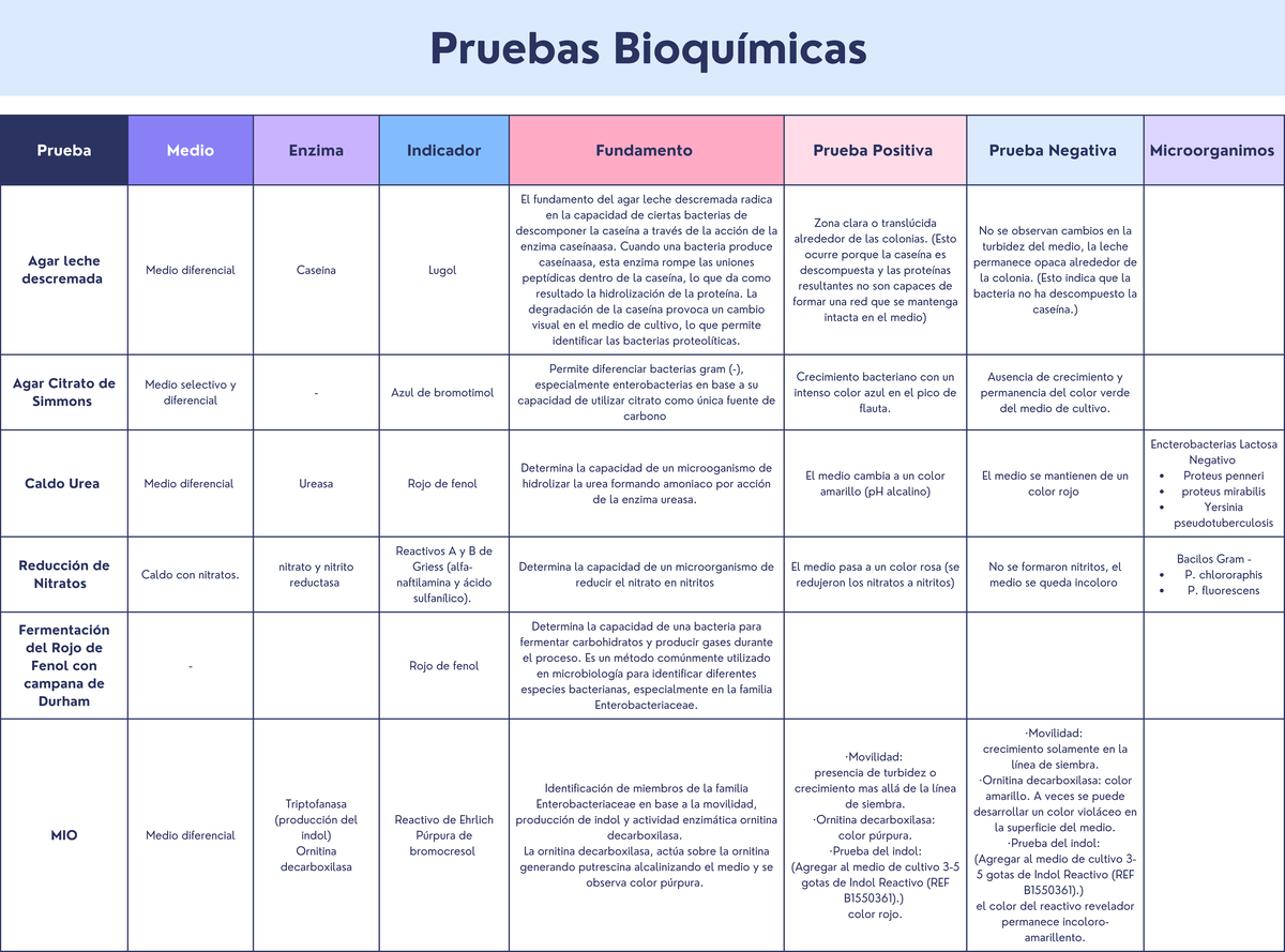 Pruebas Bioquímicas: Agars y Métodos de Identificación Bacteriana - Studocu