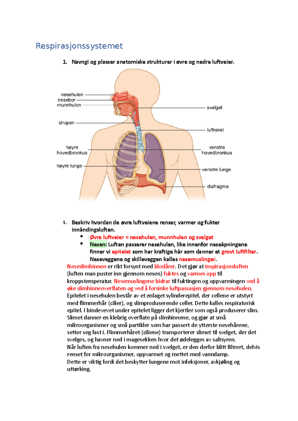 Anatomisk Gjennomgang av Respirasjonssystemet BIOL101 - Notater - Studocu
