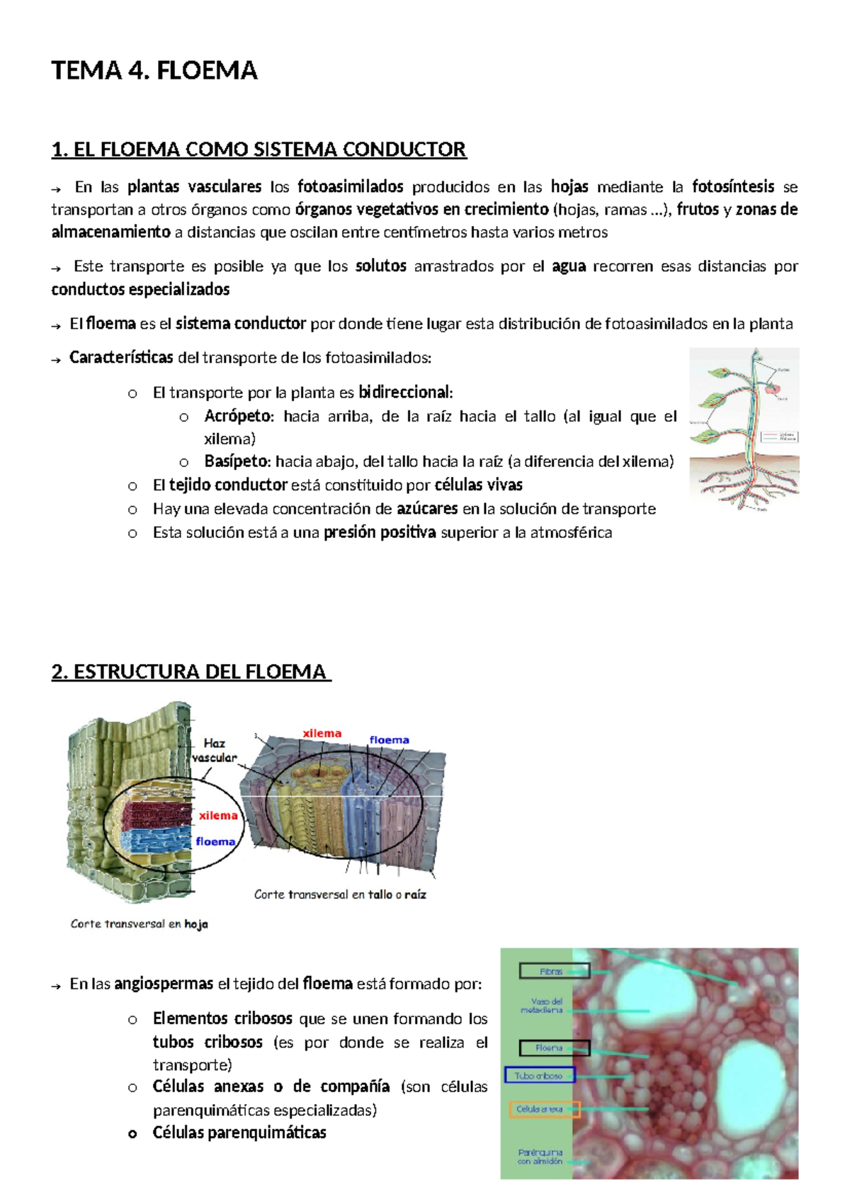TEMA 4: Estructura y Función del Floema en Fisiología Vegetal - Studocu