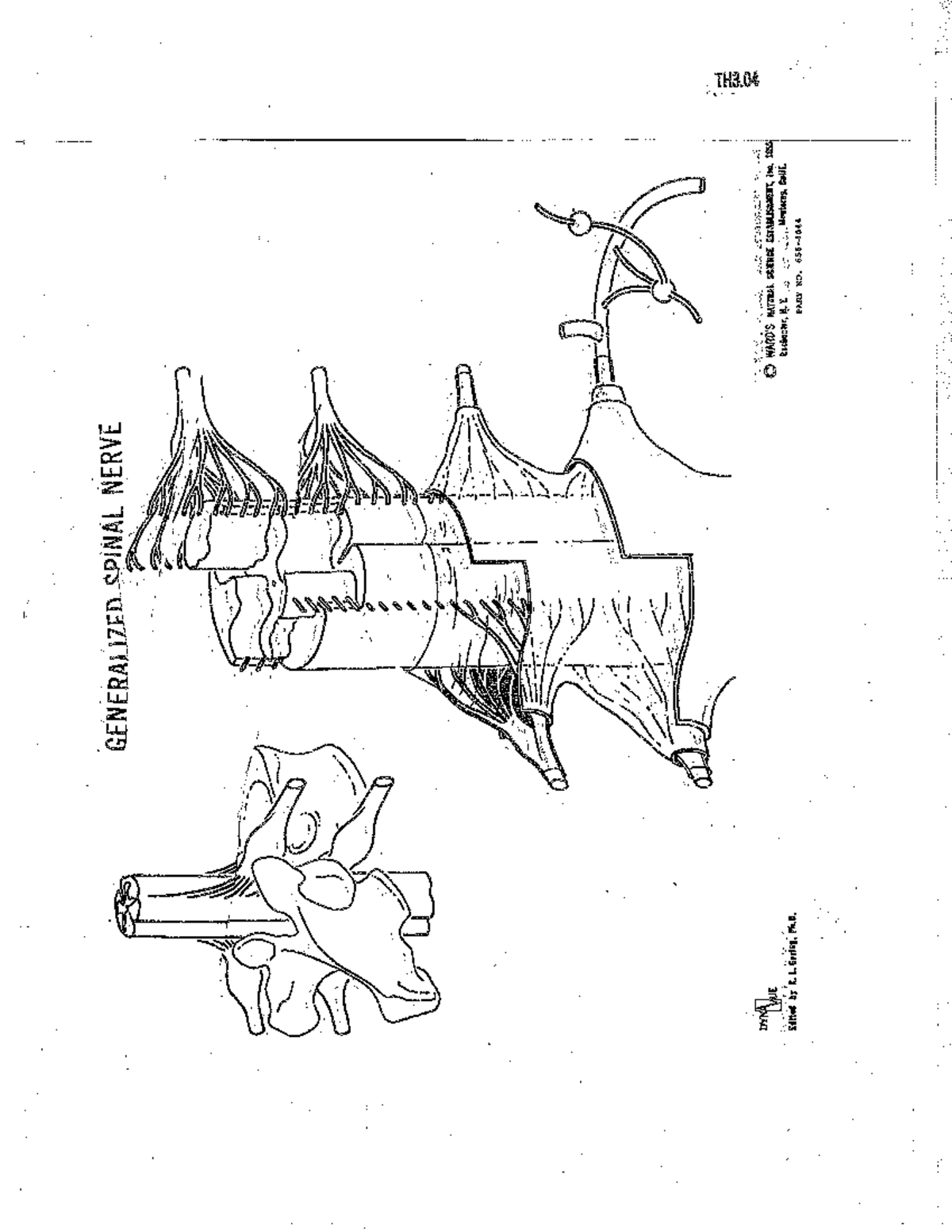 CNS ID pictures - For an exam - GENERALIZED SPINAL NERVE M. .AT Y C ...