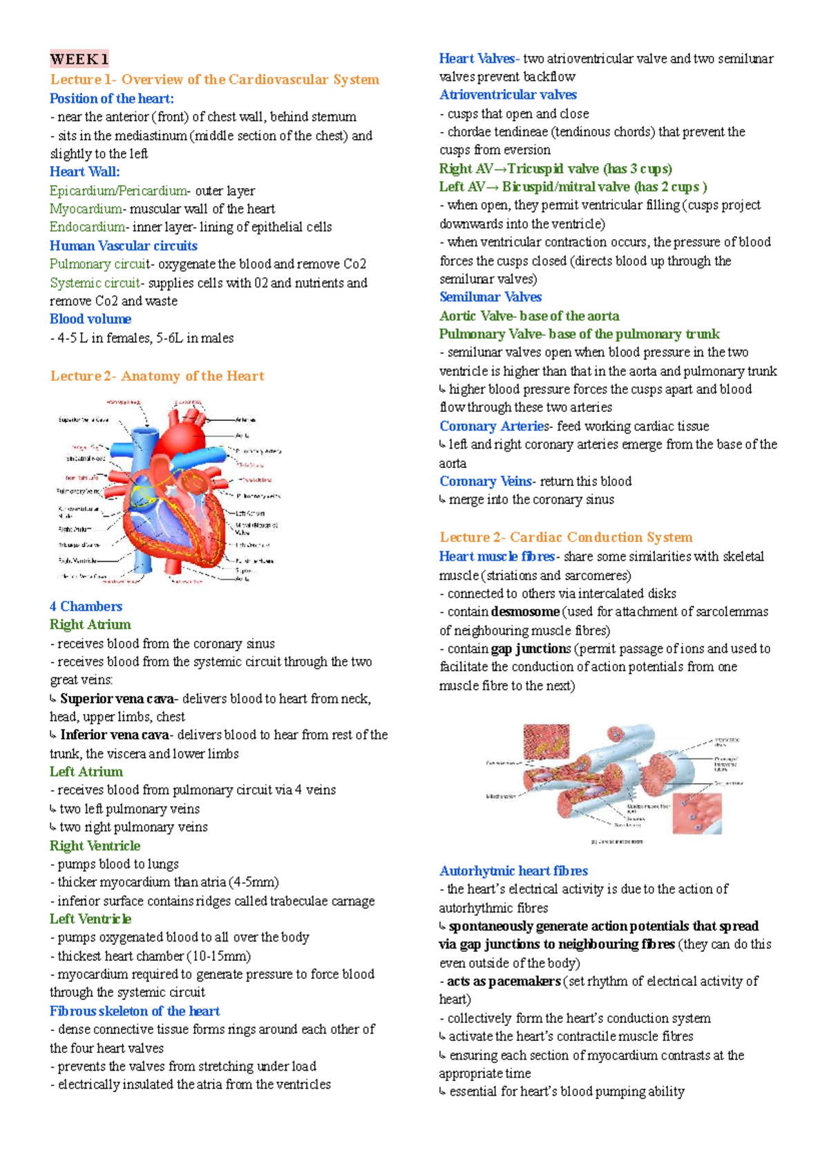 HUBS1404 Week 1 Lecture: Overview of the Cardiovascular System - Studocu