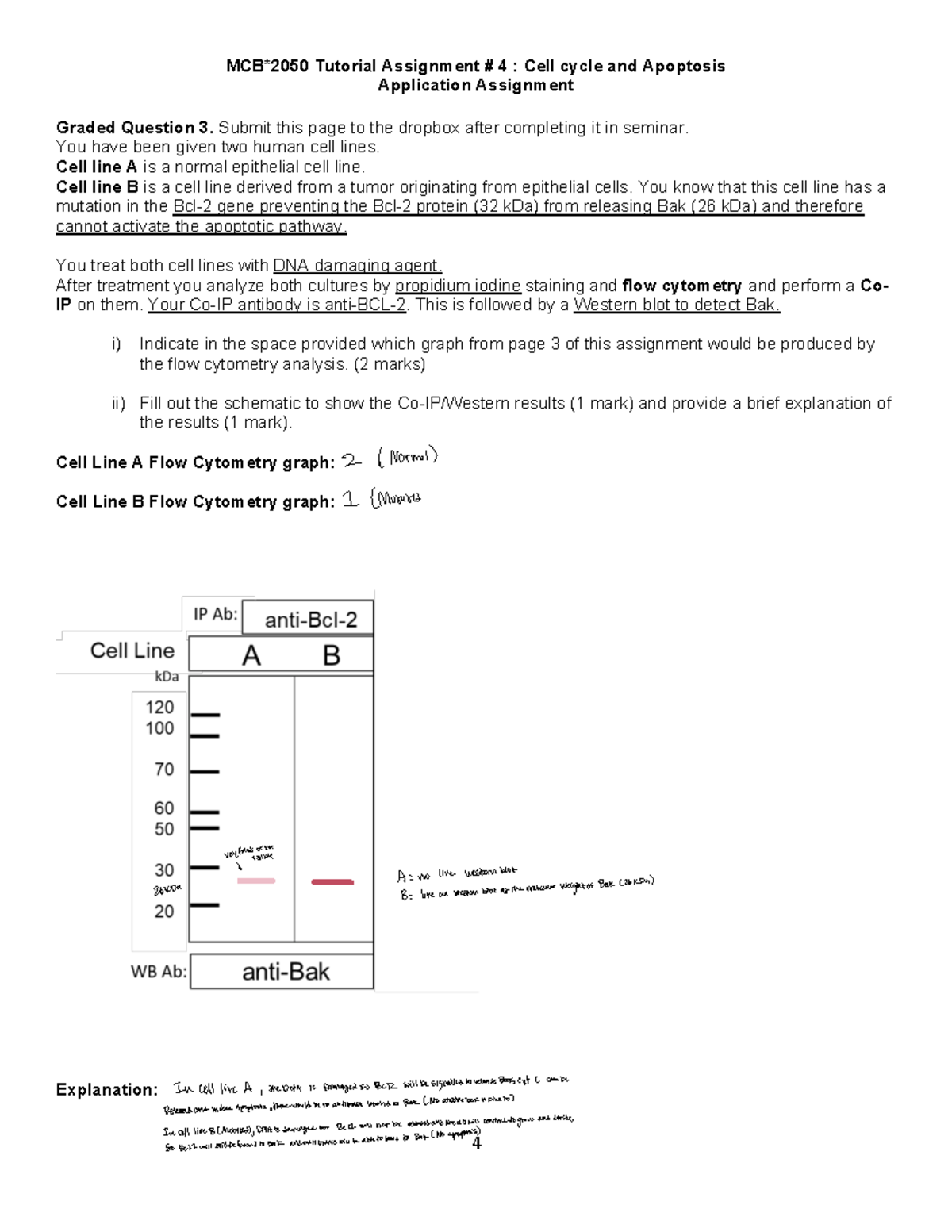 Cell Cycle & Apoptosis: Tutorial Assignment 4 - Graded Q3 Winter 2024 ...