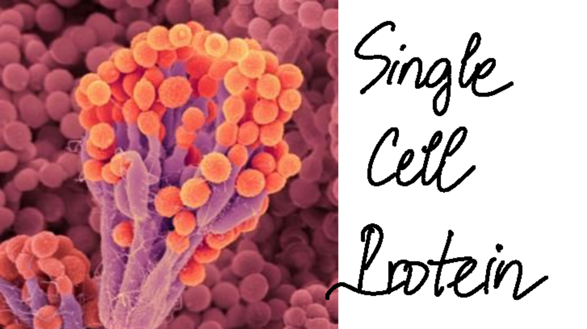 Single Cell Protein Study 2021: Insights & Applications - Studocu