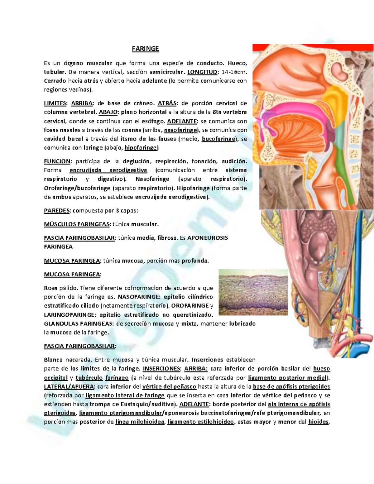 FAR 10: Anatomía y Funciones de la Faringe en el Sistema Respiratorio y ...