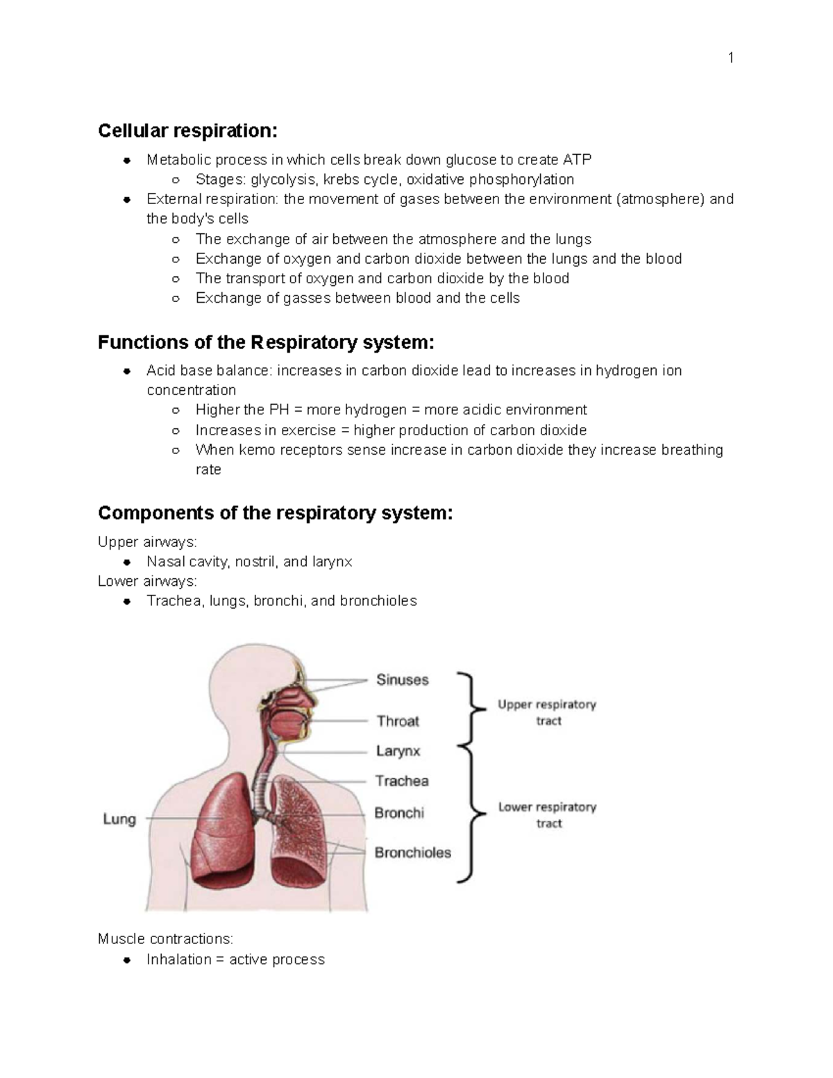 Respiratory Physiology Study Guide for Exam: Key Concepts & Mechanisms ...