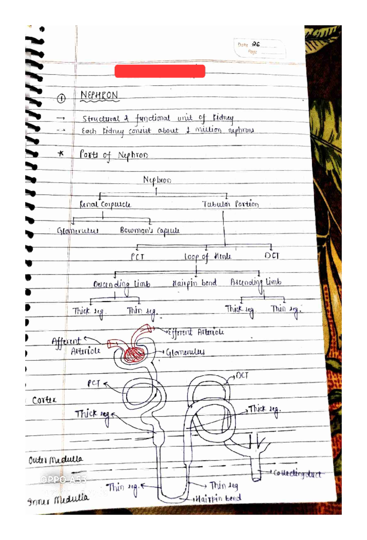 Physiology -2: Nephron Structure & Function Overview for MBBS 251230 ...