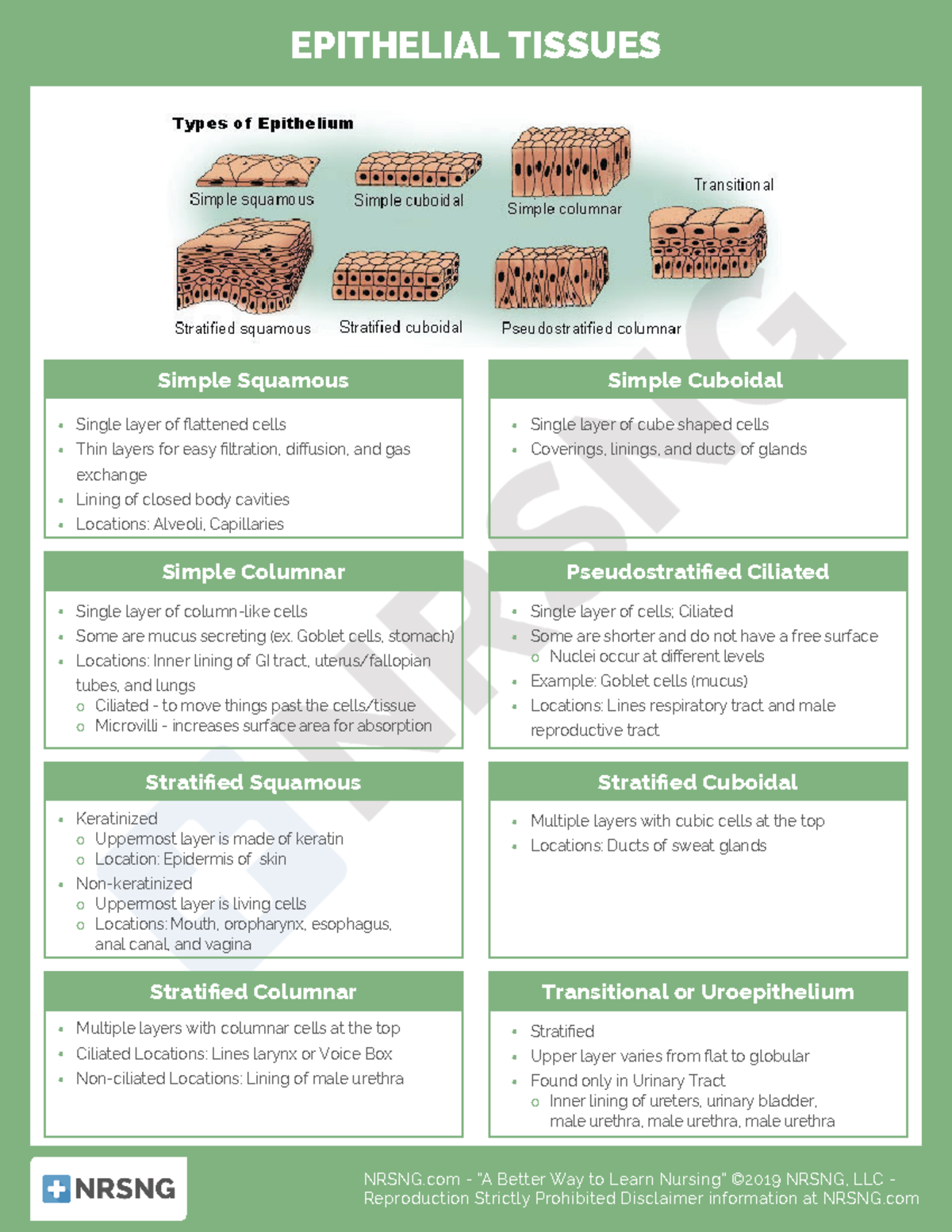 Epithelial tissues - Anatomy Cheat Sheet - EPITHELIAL TISSUES NRSNG ...
