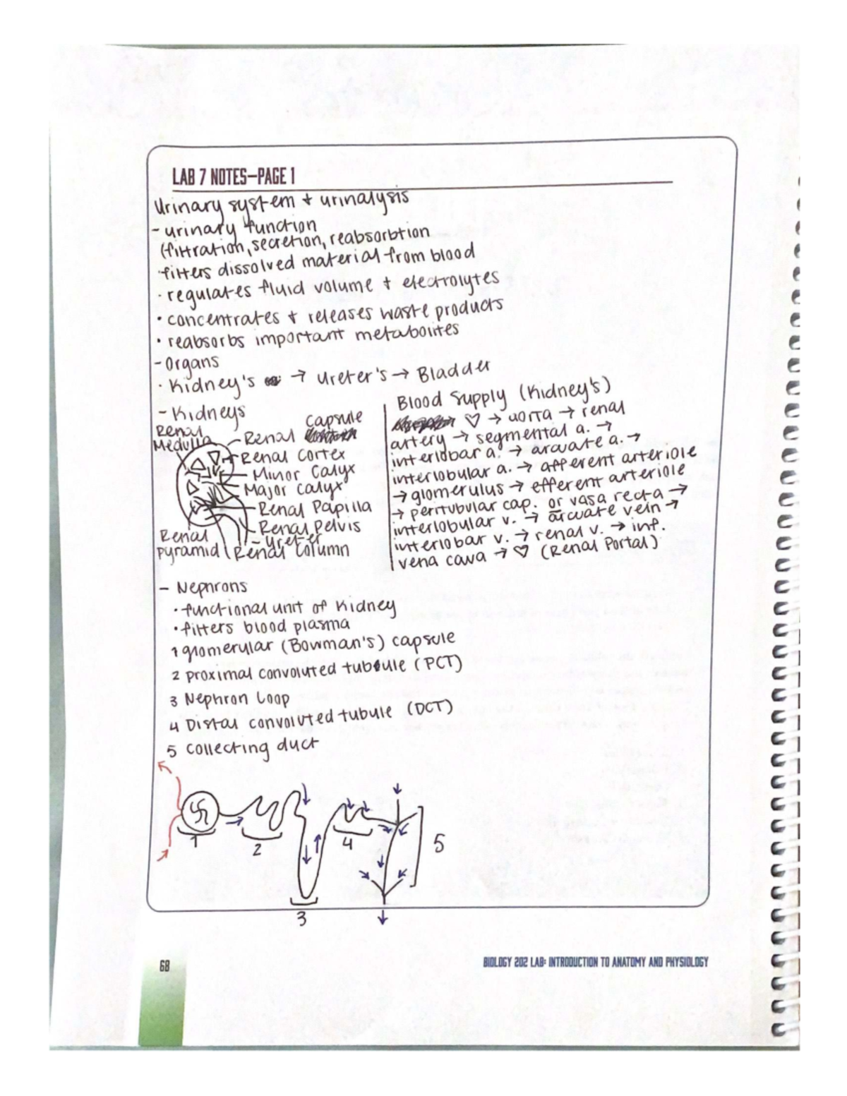 LAB 7: Urinary System & Urinalysis Overview - BIOLOGY 202 - Studocu